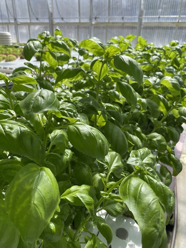 Three 1lb Genovese basil bags for sale, $20/each – Finn & Roots