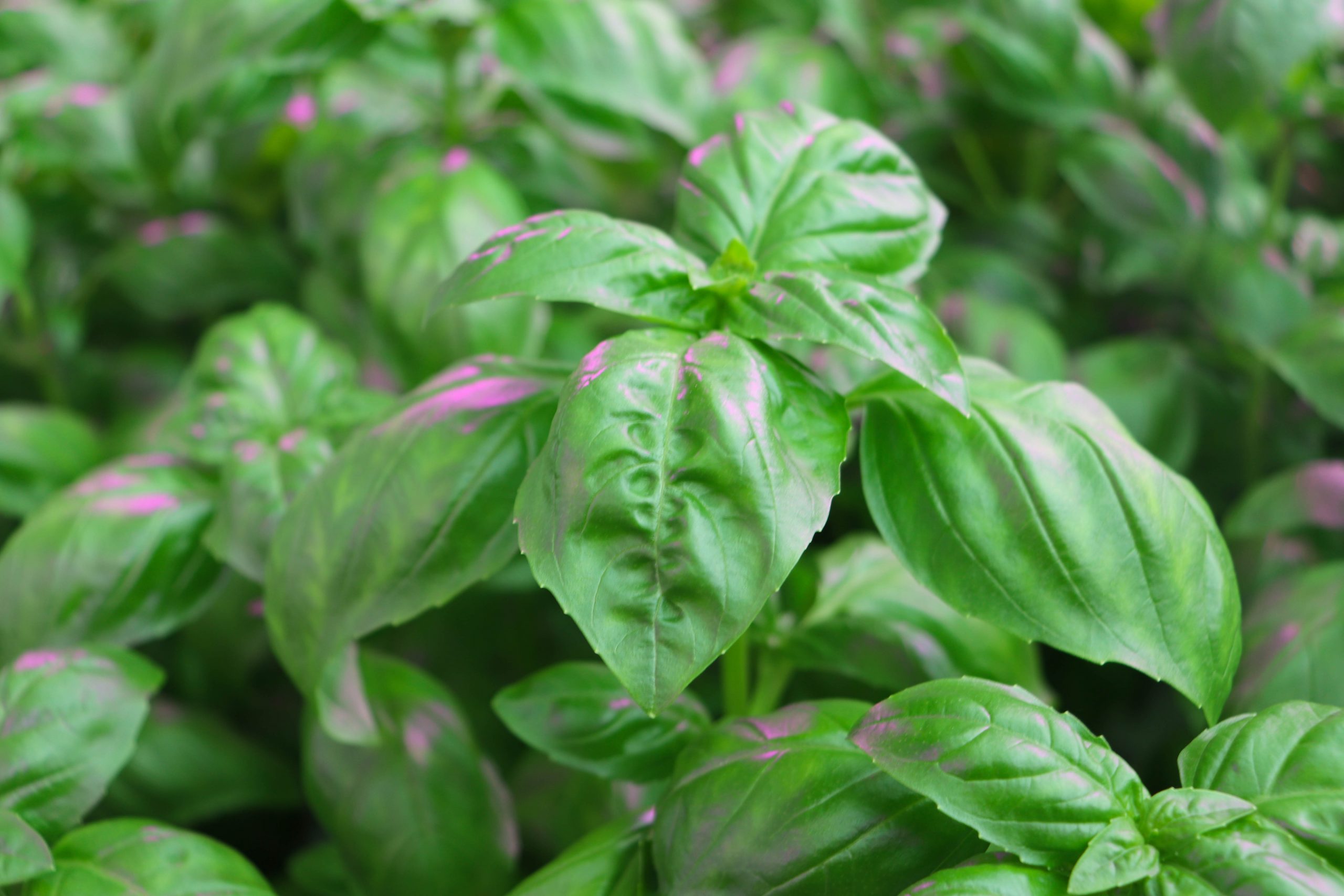 big basil – Finn & Roots