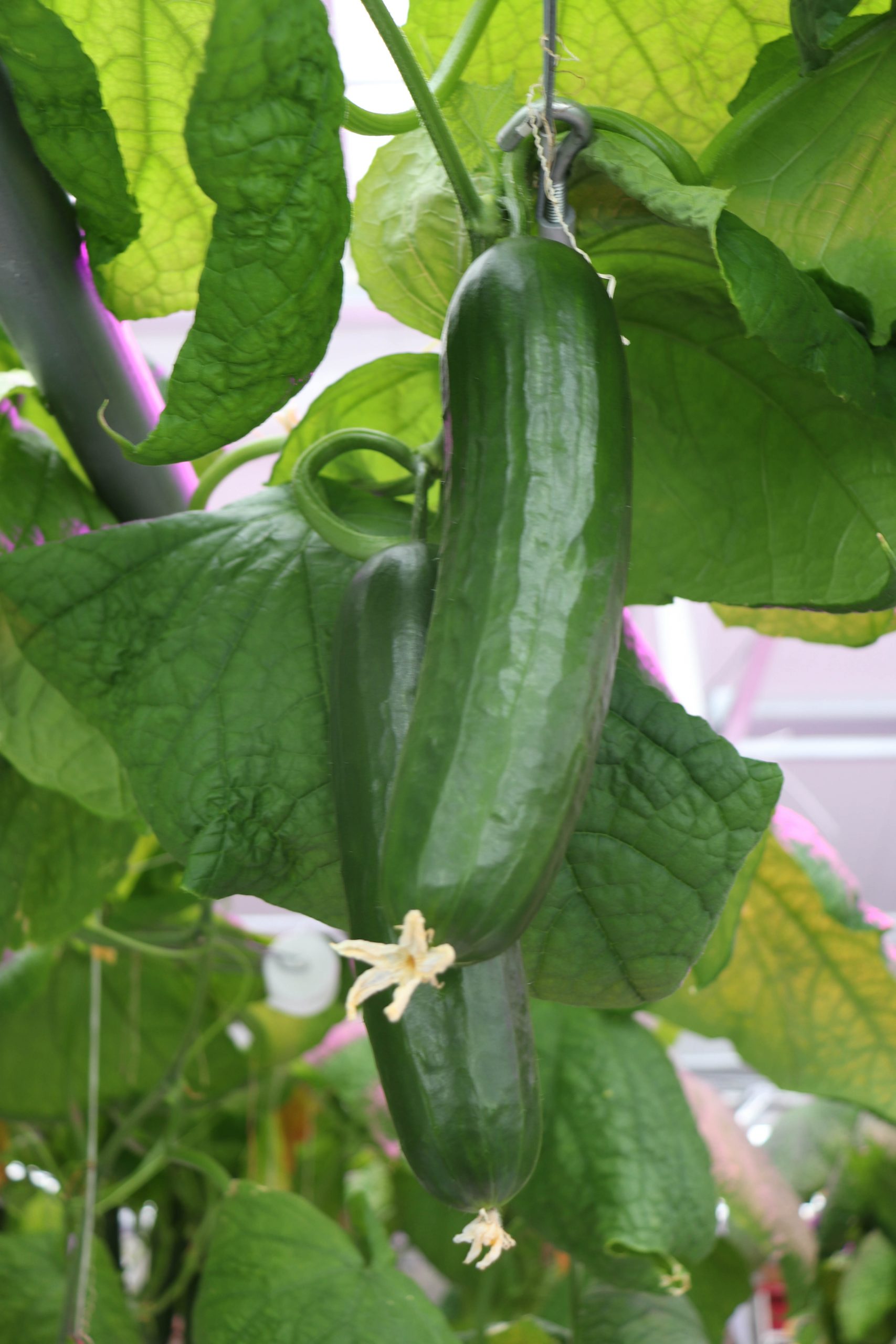 cucumber close 2 – Finn & Roots